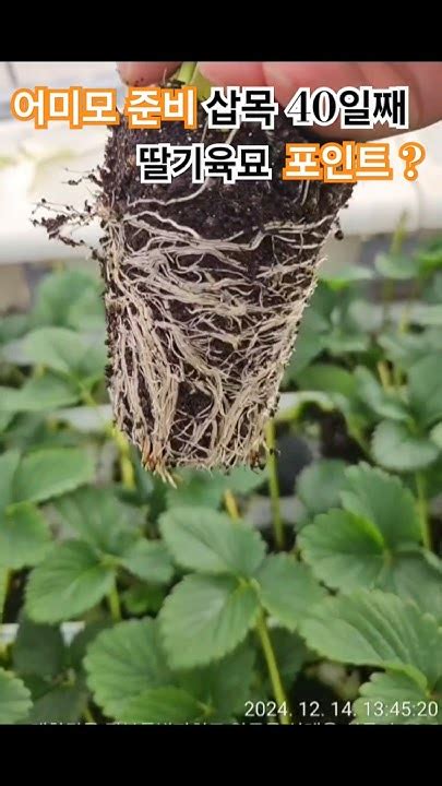 딸기육묘 딸기재배 딸기모종 어미모 Youtube