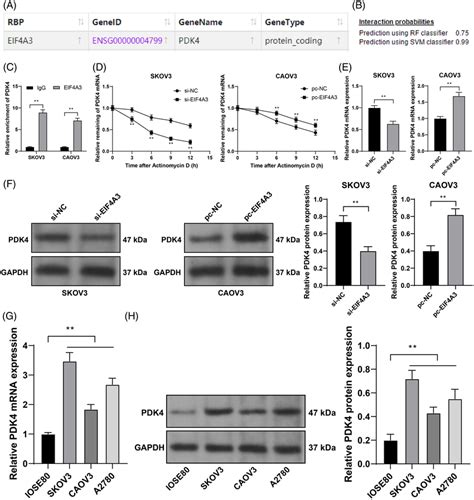 Eukaryotic Translation Initiation Factor 4a3 Eif4a3 Binds To Pyruvate Download Scientific