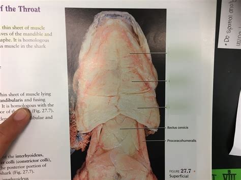 Necterus Muscles 2 Diagram Quizlet