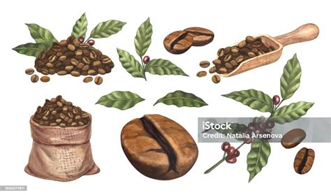 수채화 물감은 삼베 자루에 갈색으로 볶은 커피 원두 나뭇가지에 베리가 있는 붉은 아라비카 원두 가방과 그릇에 곡물이 담긴 스쿱을 넣습니다 흰색 배경에 분리된 손으로 그린