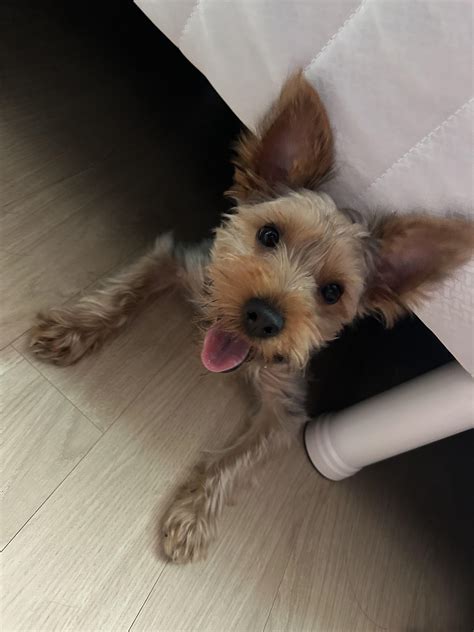 요크셔테리어 쿠키 강아지 책임분양 ️ 강아지파양 고양이파양 유기견무료분양입양 아이조아요양보호소