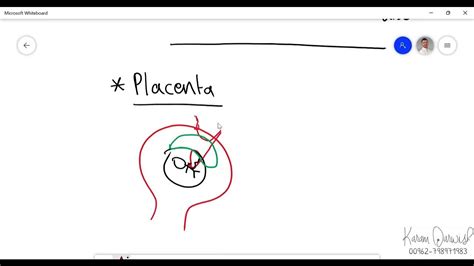 Embryology Third Week Of Development Gastrulation Youtube