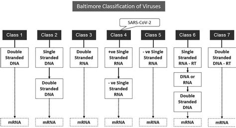 1 Baltimore Classification Of Sars Cov 2 Download Scientific Diagram