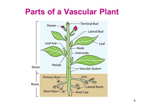 Vascular System In Plants Vascular Plant Biology Plants Plants Vascular System In Plants Vascular Plant Biology Plants Plants