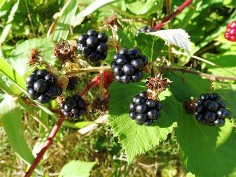 Himalayan Blackberry
