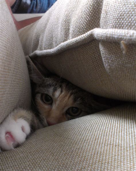 Hidden Kitten