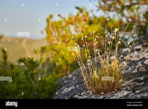 Sheeps Fescue Festuca Ovina Growing At Mount La Talaia Del Montmell At Evening Catalonia