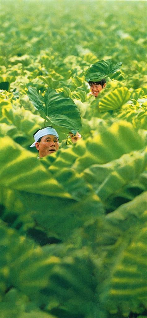 菊次郎的夏天 花瓣网