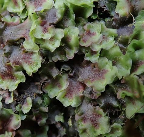 Thalloid Liverwort Sight Id Baamboozle Baamboozle The Most Fun