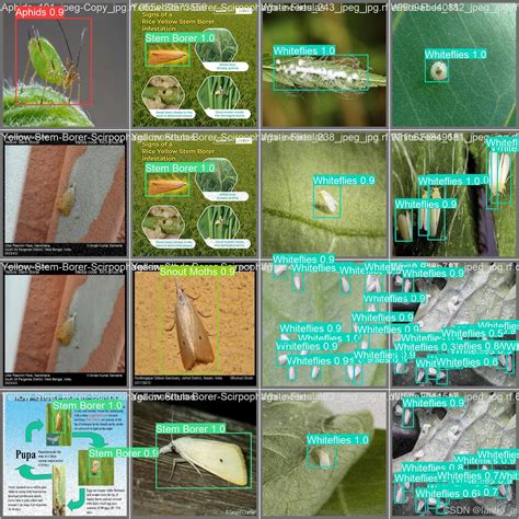 基于yolov10的昆虫检测识别系统，支持图像、视频和摄像实时检测【pytorch框架、python】 yolo昆虫检测 csdn博客