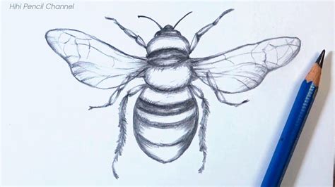 How To Draw A Bee Step By Step Pencil Drawing Bee Drawing Drawings
