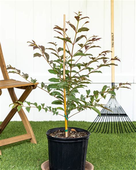 Dwarf Eucalyptus Tree Uk Outlet Shop