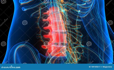 Wervelkolom Lumbale Wervelkolom Anatomie Van Het Menselijk
