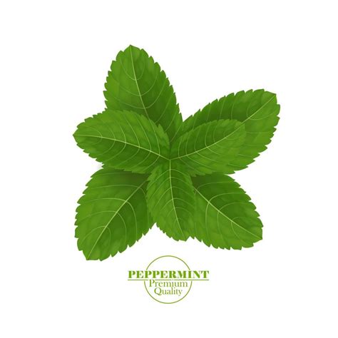 Dental Care With Peppermint Leaf 21360597 Vector Art At Vecteezy