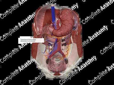 Transverse Mesocolon Complete Anatomy