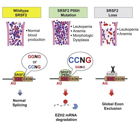 Srsf2 Mutations Contribute To Myelodysplasia By Mutant Specific Effects On Exon Recognition
