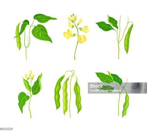 녹색 잎과 꼬투리가있는 콩 식물 세트 Legume Lettil 콩 또는 완두콩 식물 만화 벡터 일러스트 레이 션 대두 콩에 대한