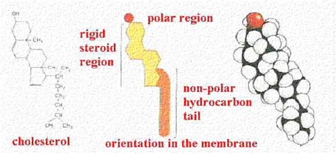 Membrane Structure And Function Celebrate Cytochemistry Gwen V