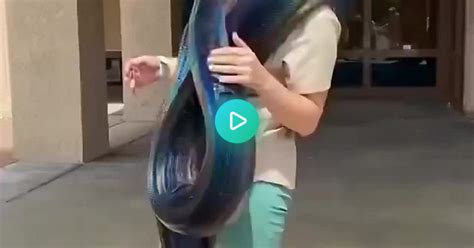 Thats A Rainbow Python Look At The Length Album On Imgur
