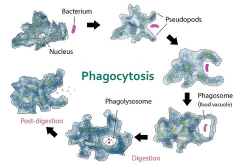Choose The Function Of Pseudopodia Of Amoeba Other Than Locomotion A Regeneration B Excretionc