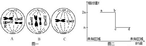 M基因编码含63个氨基酸的肽链 该基因发生插入突变 使mrna增加了一个三碱基序列aag 表达的肽链含64个氨基酸 以下说法正确的是 A．m基因突变后 参与基因复制的嘌呤核苷酸比例增加b