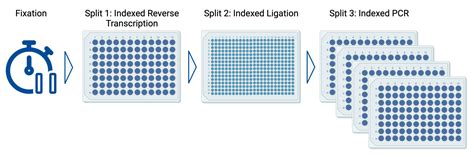 Single Cell RNA Seq Kit Scale Biosciences