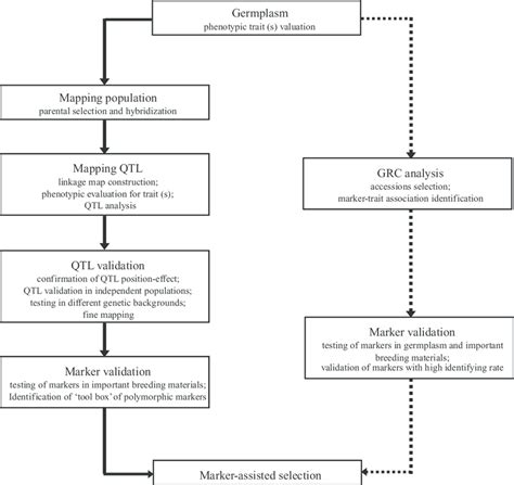Comparison Of Marker Development Between Linkage Based Solid Download Scientific Diagram