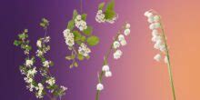 20 Facts About Lily Of The Valley And Hawthorn Mays Birth Flowers The