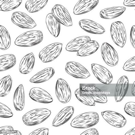 손으로 그린 흑백 아몬드 너트 스케치 스타일의 원활한 패턴 아몬드에 대한 스톡 벡터 아트 및 기타 이미지 아몬드 그리기