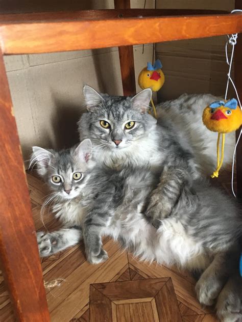 Буся не любить мухобойку французский французький бульдог🐶 французскийбульдог французький