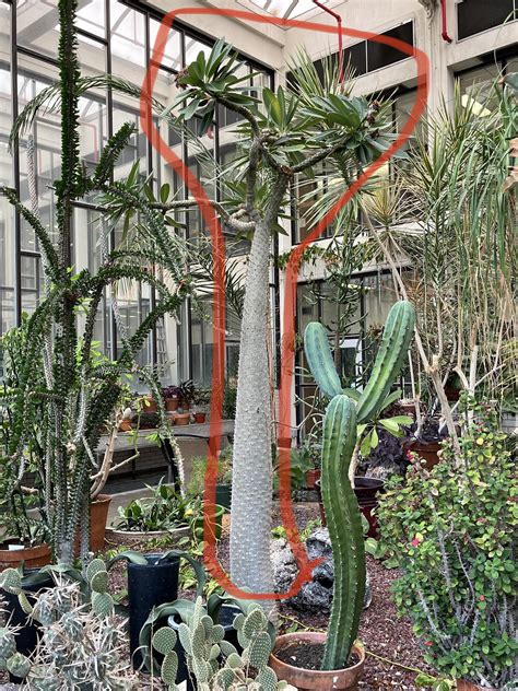 What Is This Spiky Tree Rwhatsthisplant