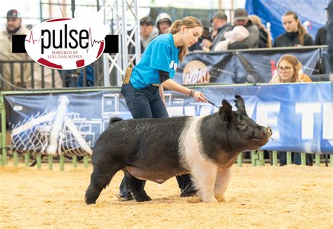The Revival Show A Market Hogs Dark Cross The Pulse