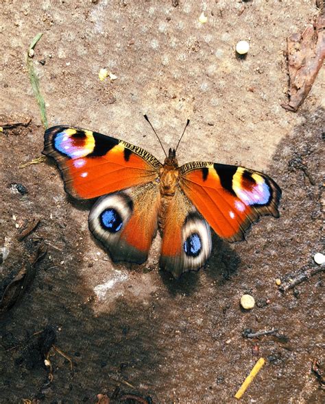 Peacock Butterfly Aglais Io Larvae Bugs And Butterflies Uk