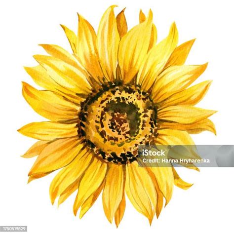해바라기는 흰색 배경에 고립되어 있습니다 노란 꽃 수채화 식물 그림 0명에 대한 스톡 벡터 아트 및 기타 이미지 0명 깃털