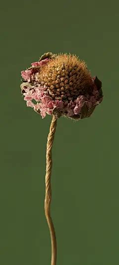 Hyperos澎湃os系统内置壁纸 花瓣网