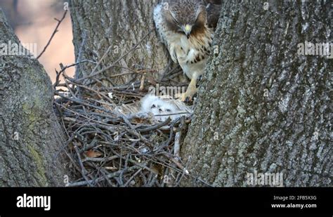 Red Tailed Hawk Nest Stock Videos And Footage Hd And 4k Video Clips Alamy