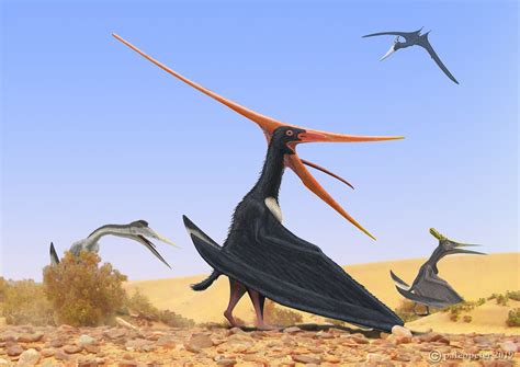 Barbaridactylus Name Barbaridactylus Meaning Of Name Ba Flickr