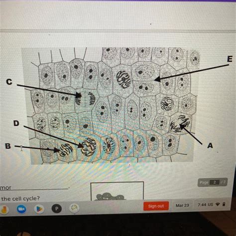 Stages Of Mitosis In Plant Cells