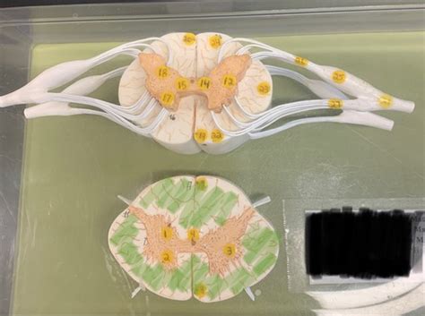 Spinal Cord Flashcards Quizlet