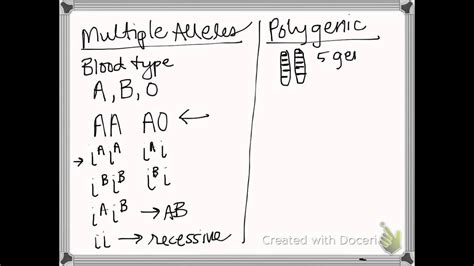 Multiple Alleles Examples Multiple Alleles And Co Dominance Multiple