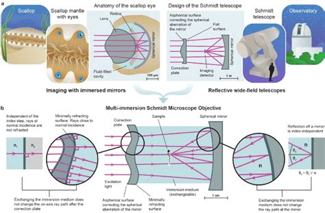 concept of the multi immersion schmidt objective a our approach is