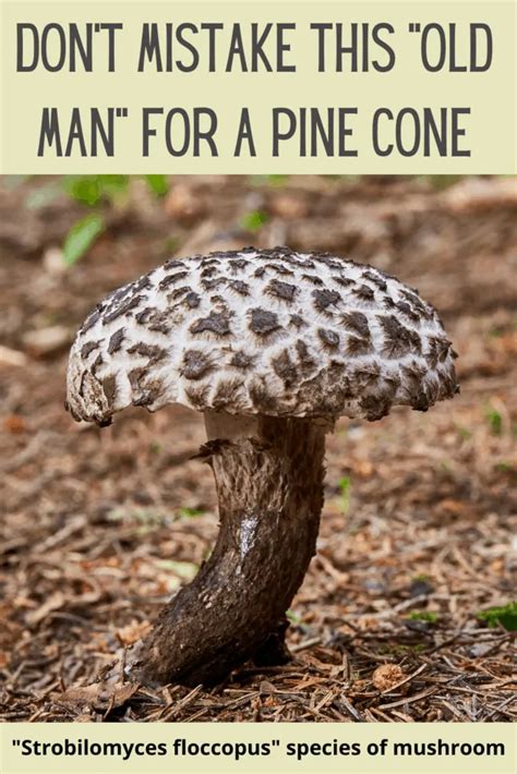 The Old Man Of The Woods Mushroom Facts Mushroom Health Guide