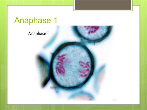 8 Slide Of Lily Anther 1 Meiosis Pptx