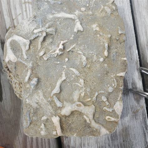 Is This Some Sort Of Algae Fossil Id The Fossil Forum