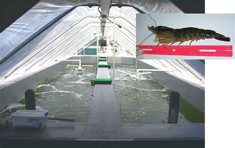 Shrimp Copyright Inbreeding Strategies Effective Against Copying Of