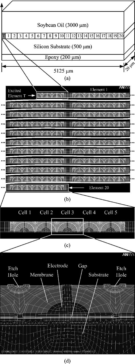 Finite Element Model Of The 1 D Cmut Array A Schematic Description Download Scientific