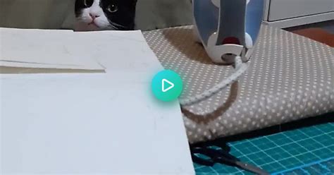 there s always one funny cat album on imgur