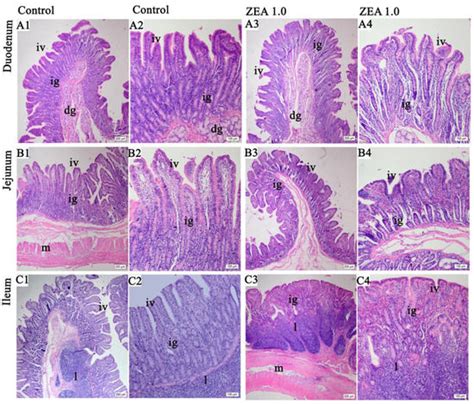 Duodenum Jejunum Ileum Histology
