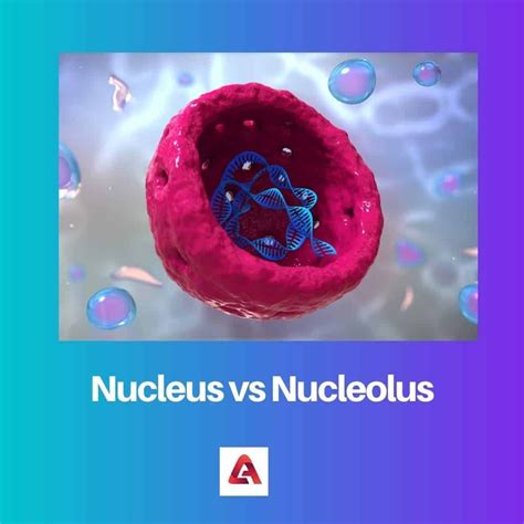 Nucleus Versus Nucleolus Verschil En Vergelijking