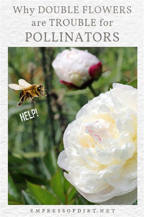 Beginner S Guide To Plant Sexes For Home Gardeners Artofit